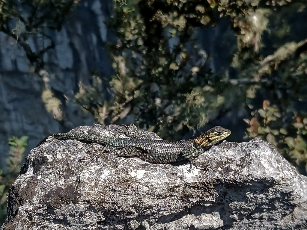 Minor Lizard in May 2023 by Mauricio Alejandro Montes Ojeda · iNaturalist