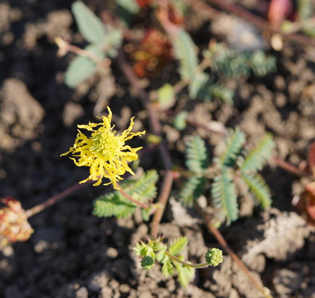 Native Sensitive Plant (Neptunia gracilis) - Botanical Realm