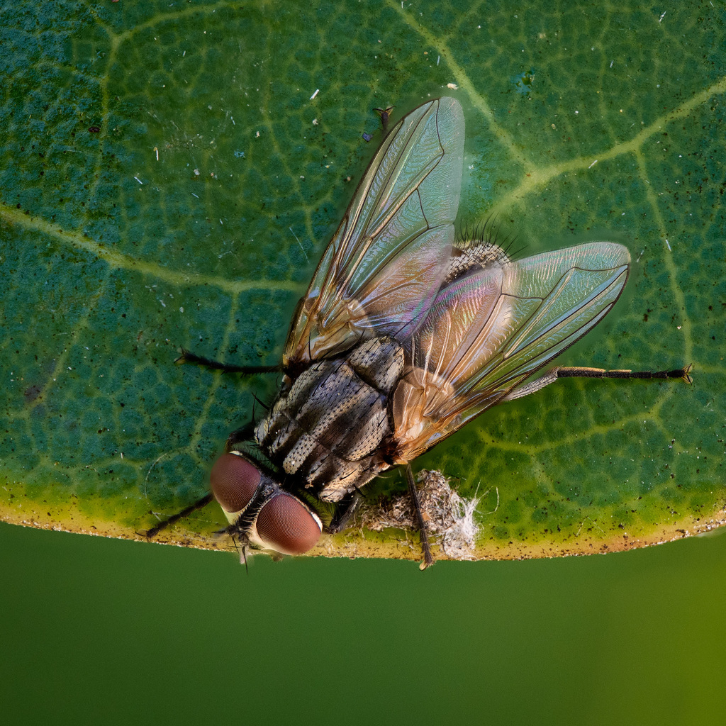 Common House Fly from Cooper Island BVI on February 23, 2025 at 11:59 ...