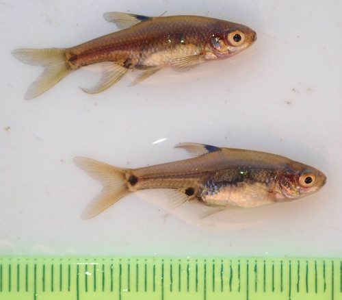 Sicklefin Barb (Enteromius haasianus) · iNaturalist