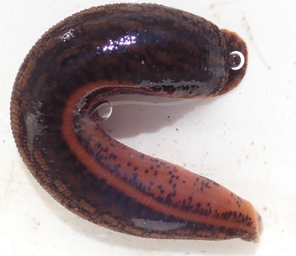 African Medicinal Leech from Ngamiland East, North-West, Botswana on ...