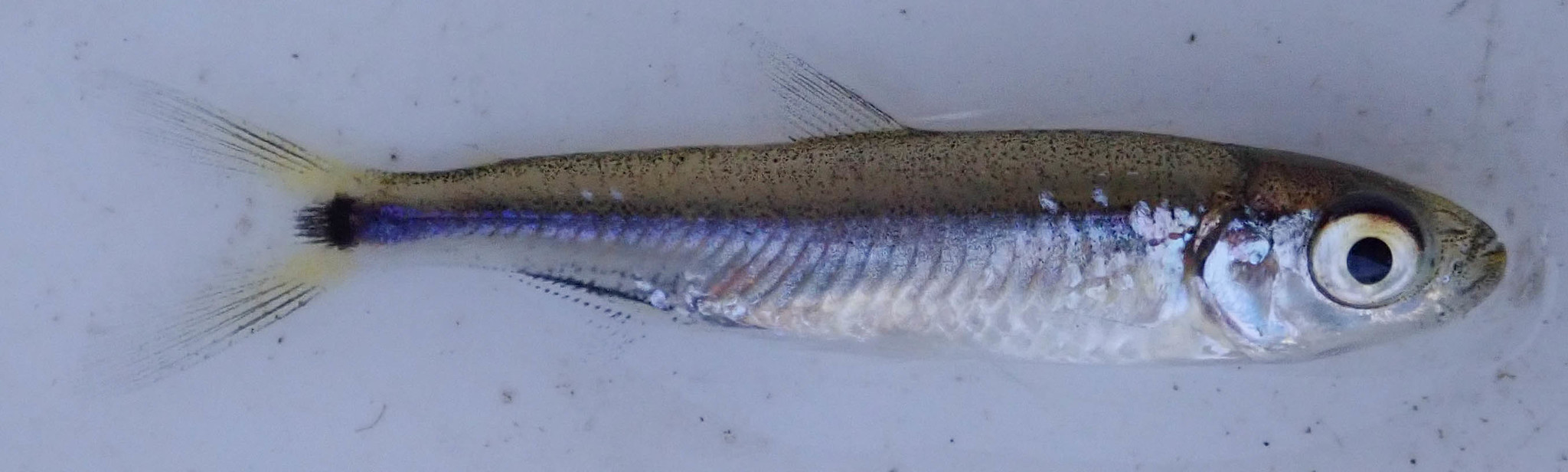 Brycinus lateralis (Boulenger, 1900)