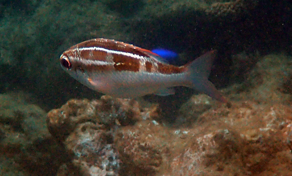 Lined Monocle Bream (Scolopsis lineata) - Marine Life Identification