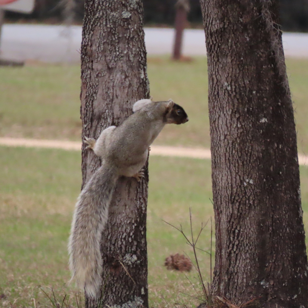 Eastern Fox Squirrel from Chehaw Park, Leesburg, GA, US on February 23 ...