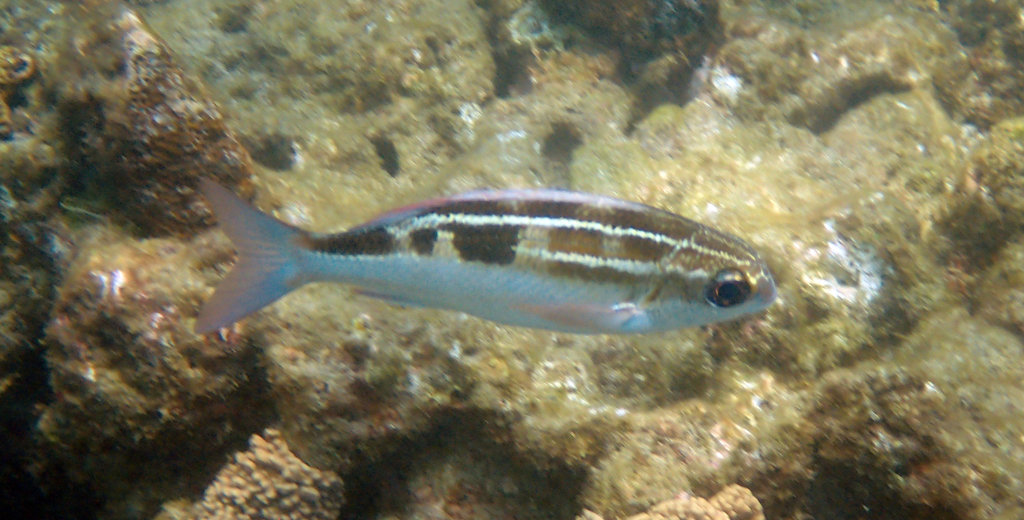 Lined Monocle Bream (Scolopsis lineata) - Marine Life Identification