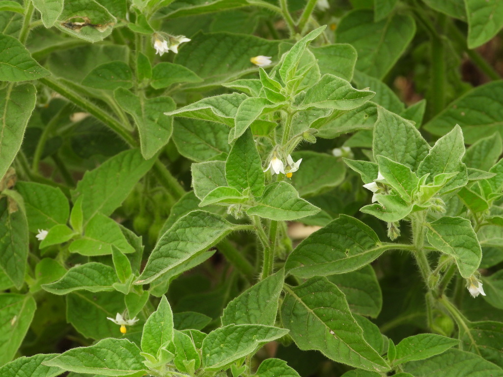 ground-cherry nightshade (Solanum physalifolium) - Botanical Realm