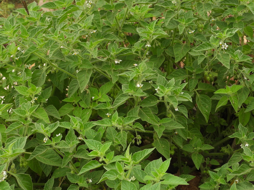 ground-cherry nightshade (Solanum physalifolium) - Botanical Realm