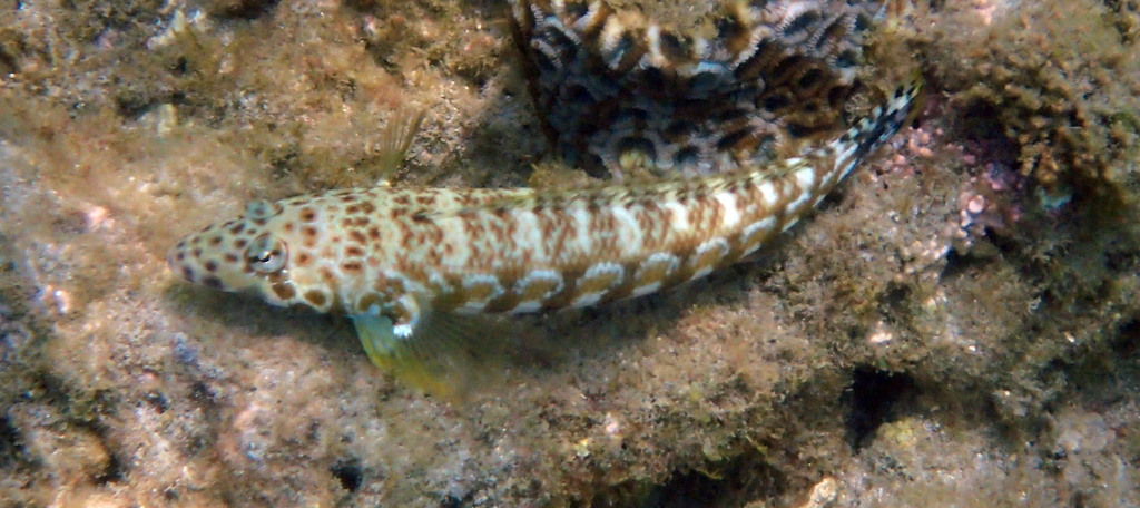 Thousand-spot Grubfish (Parapercis millepunctata) - Marine Life ...