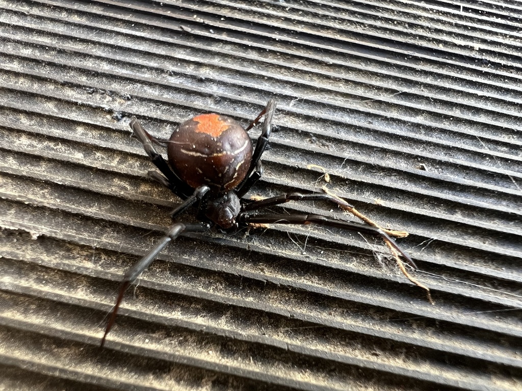 Redback Spider from Pink Lake WA 6450, Australia on February 24, 2025 ...