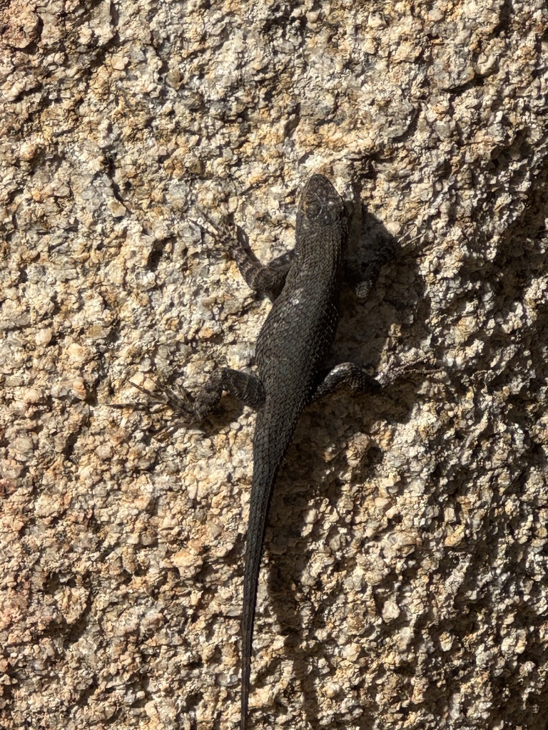 Great Basin Fence Lizard from Joshua Tree National Park, Desert Hot ...