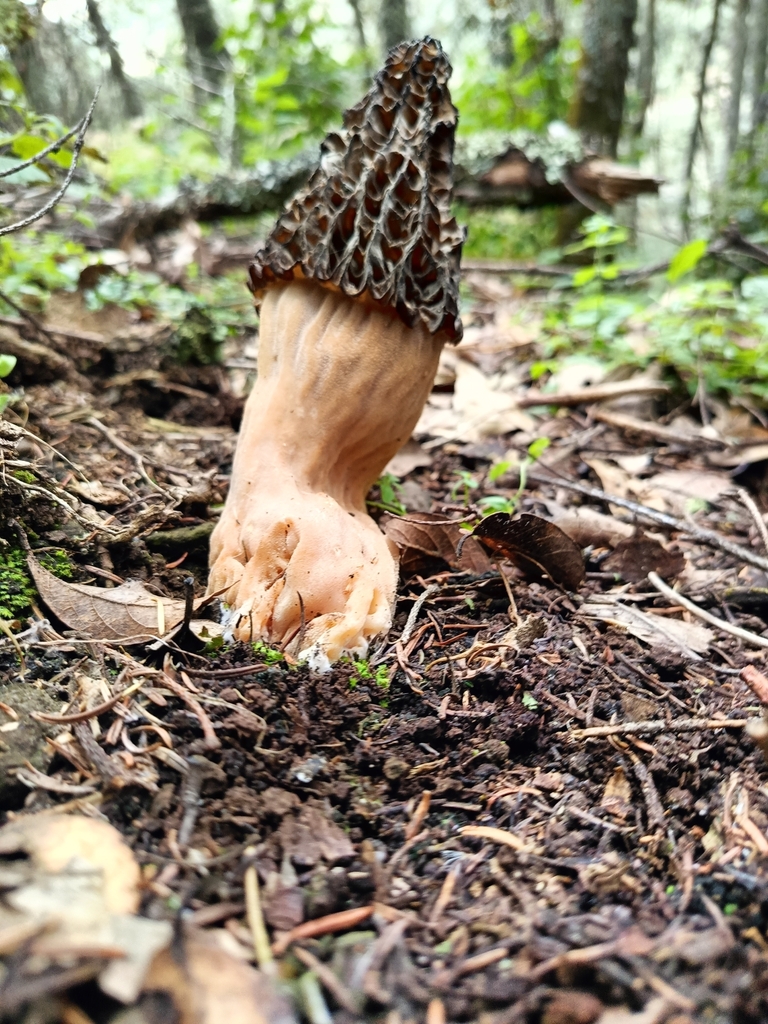 Black Morels from 37977 Gto., México on January 5, 2025 by Dan Saavedra. Morchella spp ...