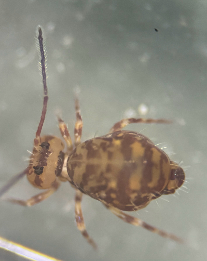 Ptenothrix marmorata from Whitehall Rd, Athens, GA, US on February 23 ...