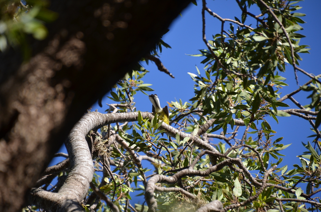 Brown-capped Redstart from Junín, San Luis, Argentina on February 18 ...
