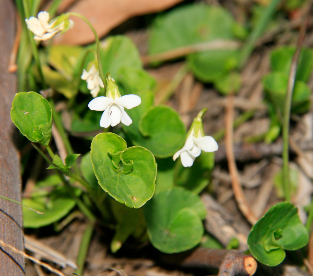 swamp violet from Basket Swamp National Park, Boonoo Boonoo NSW 2372 ...