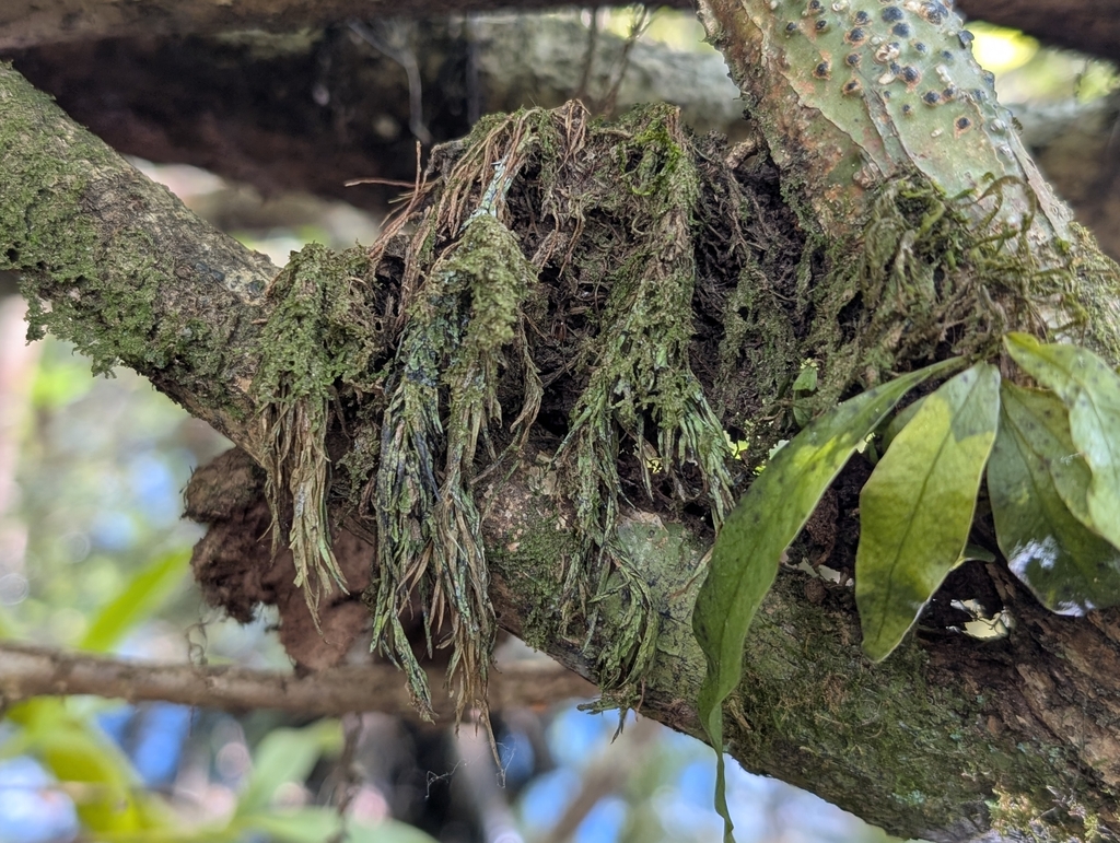 hanging clubmoss in February 2025 by Logan Crees. Remains of the last ...