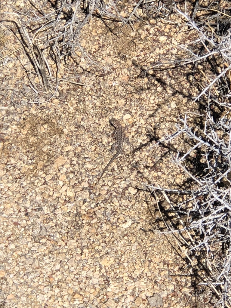 Common Side-blotched Lizard from Joshua Tree National Park, Desert Hot ...