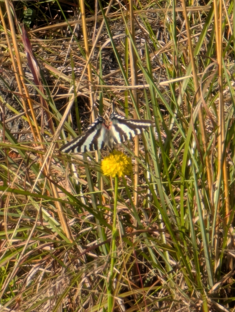 Zebra Swallowtail from Jupiter, FL 33458, USA on February 23, 2025 at ...