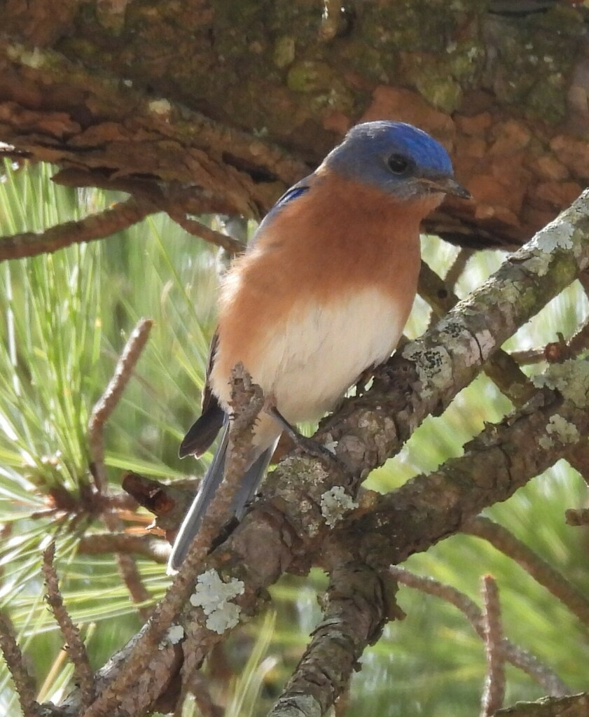 Eastern Bluebird from Bellis Rd. at Arnold Lane, Hardin County, TN, USA ...