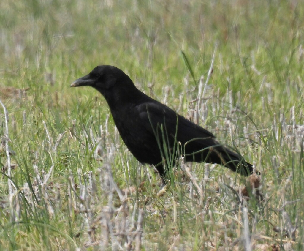 American Crow from NIxon Loop at Hatley Creek, Hardin County, TN, USA ...