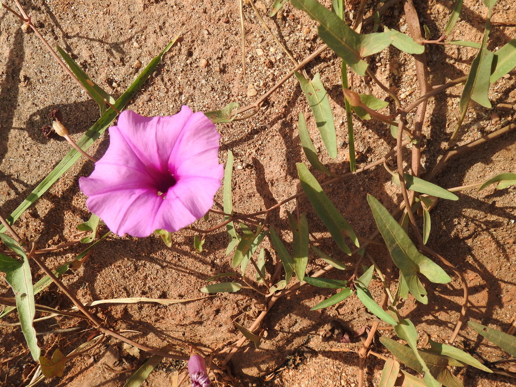 Water Morning Glory from Kangaba, Mali on October 31, 2019 at 11:04 AM ...