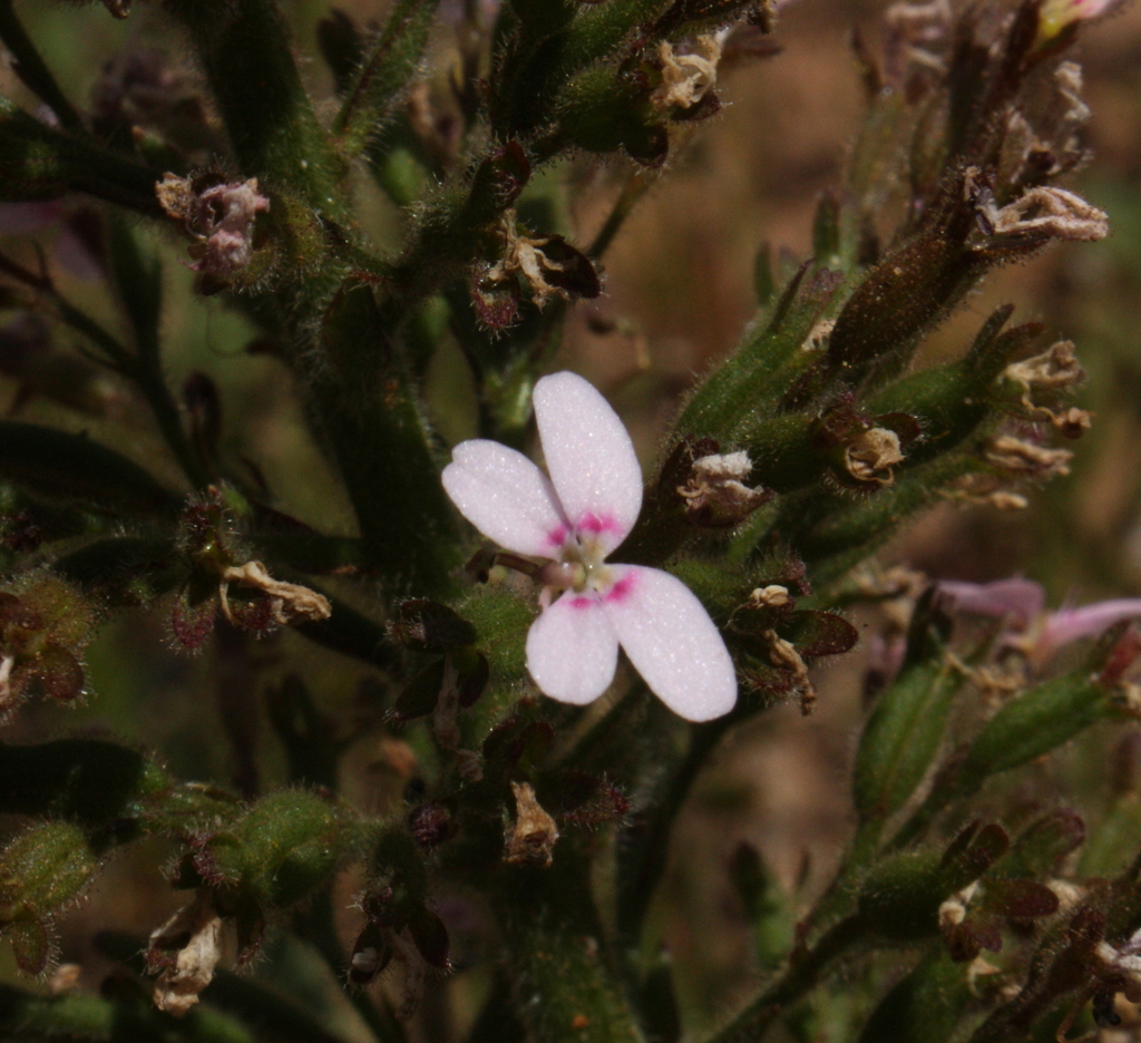 Tall Triggerplant from Jurien Bay WA 6516, Australia on October 3, 2022 ...