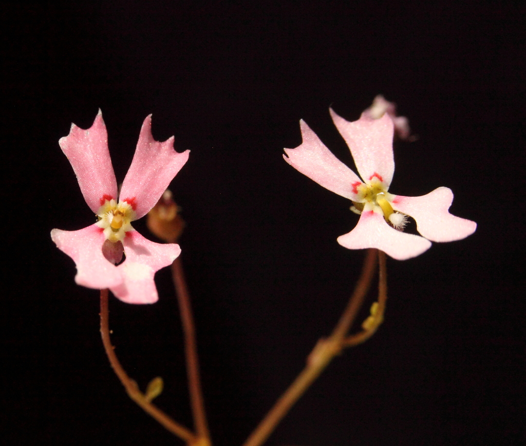 Stylidium androsaceum from Jurien Bay WA 6516, Australia on October 3 ...