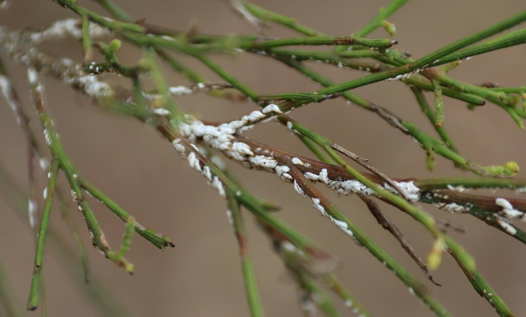 Fioriniina from Melbourne VIC, Australia on February 23, 2025 at 02:20 ...