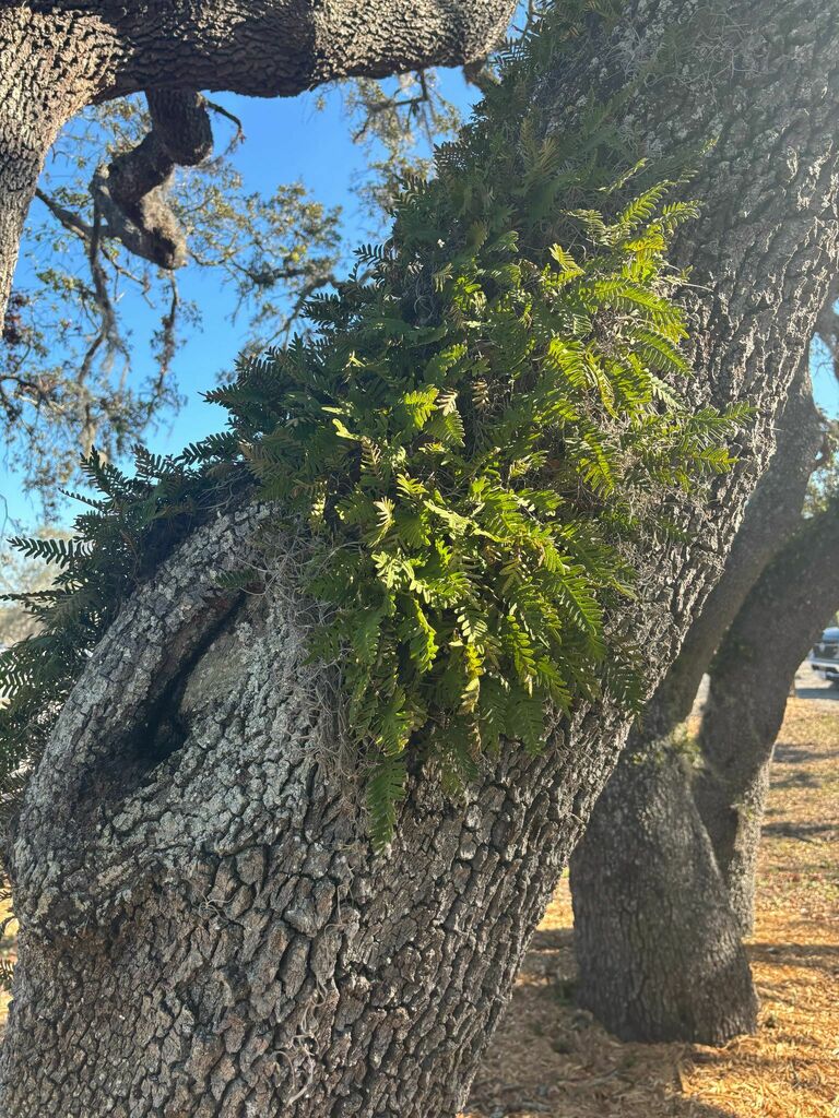 resurrection fern from 12301 USF Genshaft Dr, Tampa, FL 33620, USA on ...
