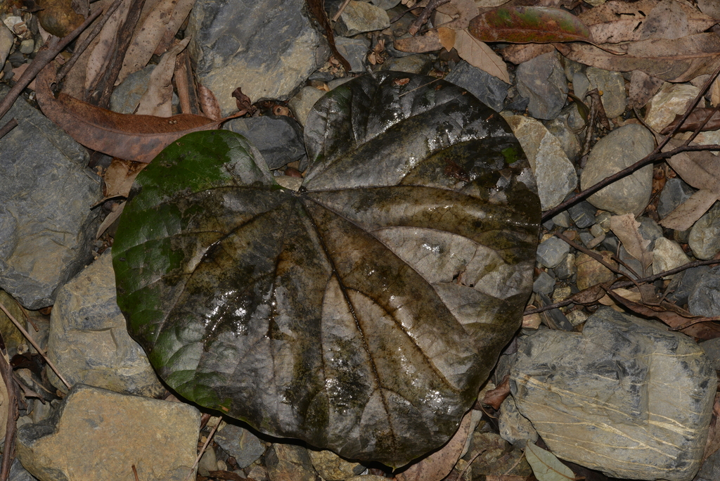 Big-Leaf Vine from Upper Orara NSW 2450, Australia on August 4, 2019 at ...