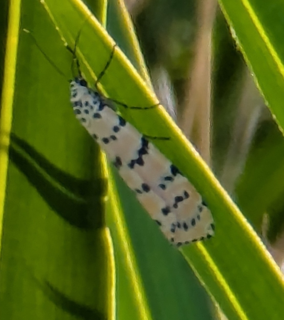 Ornate Bella Moth from Jupiter, FL 33458, USA on February 23, 2025 at ...