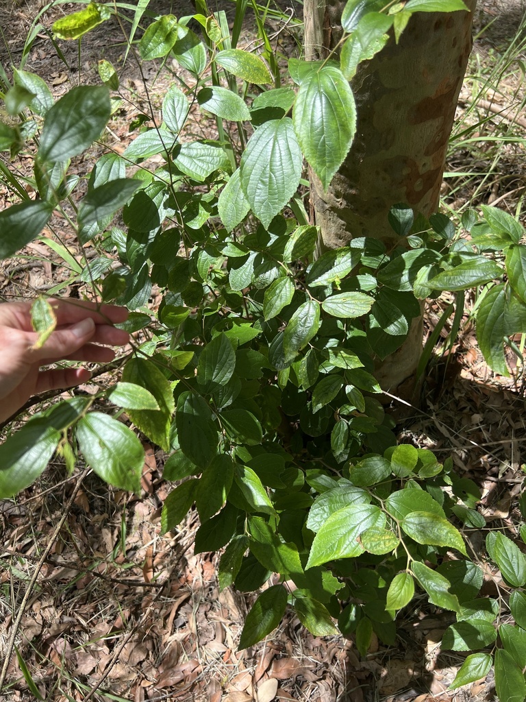 Chinese Hackberry in February 2025 by howardk_ecp · iNaturalist
