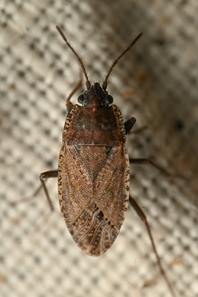 sand bug from Los Angeles County, CA, USA on February 22, 2025 at 07:39 ...
