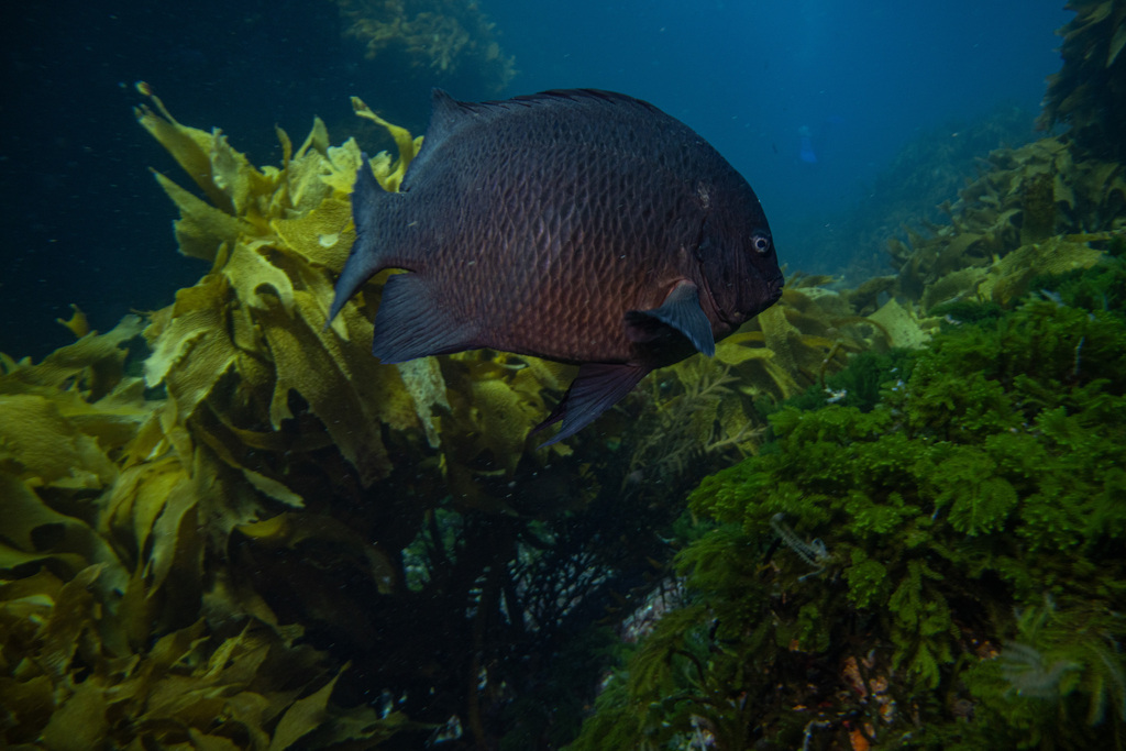 New Zealand Black Angelfish from Waikato, New Zealand on February 22 ...