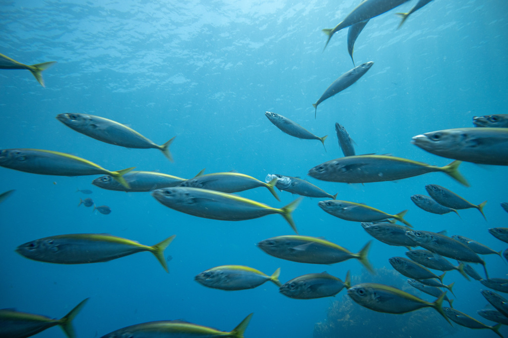 Koheru from Waikato, New Zealand on February 22, 2025 at 01:41 PM by ...