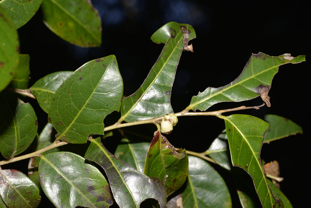 Cheese Tree (Glochidion ferdinandi) - Botanical Realm