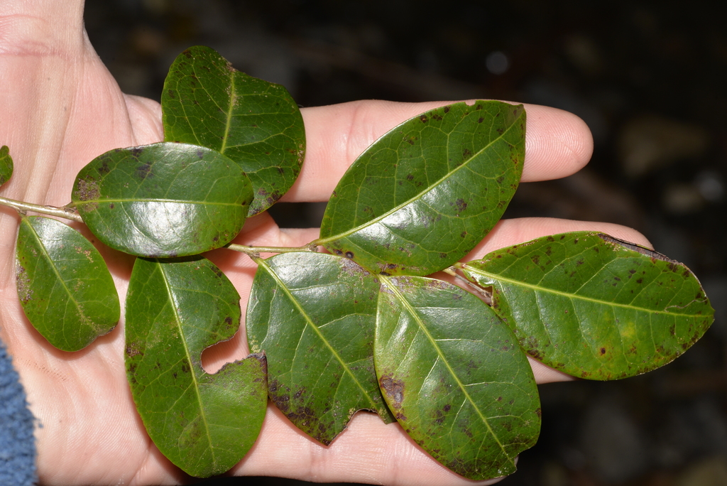 Cheese Tree (Glochidion ferdinandi) - Botanical Realm
