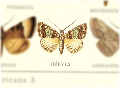 Pericyma minyas · iNaturalist Mexico