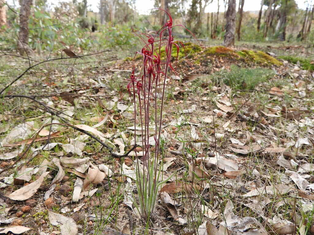 Blood spider orchid from Flynn WA 6302, Australia on August 18, 2019 at ...