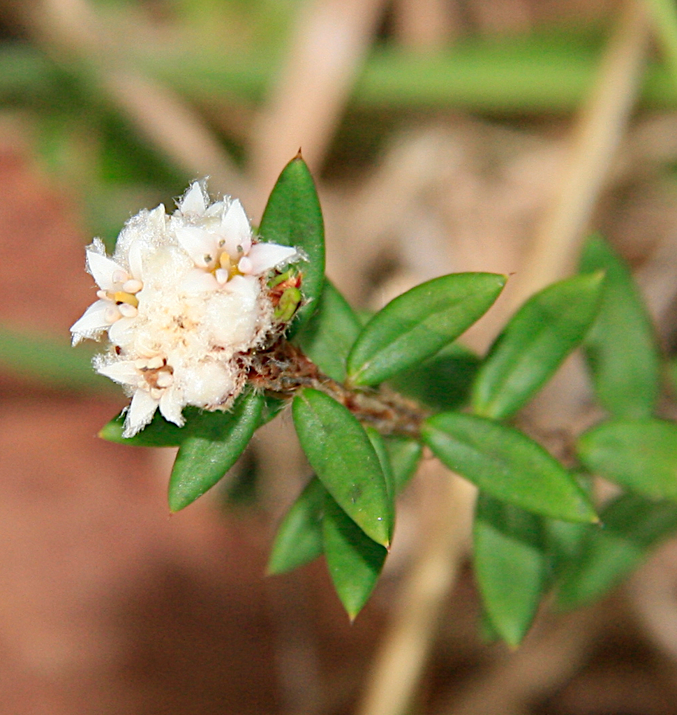 Cotton Bush from Basket Swamp National Park, Boonoo Boonoo NSW 2372 ...
