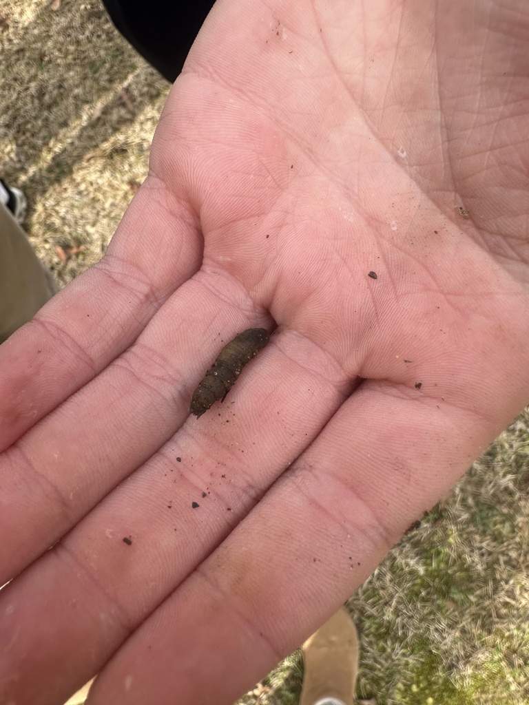 Winged and Once-winged Insects from Rice Valley Rd N, Tuscaloosa, AL ...