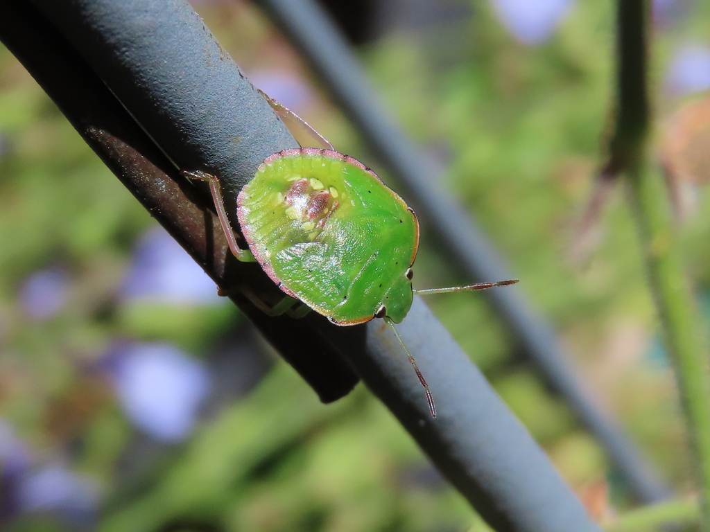Southern Green Stink Bug in February 2025 by Rod Seager · iNaturalist