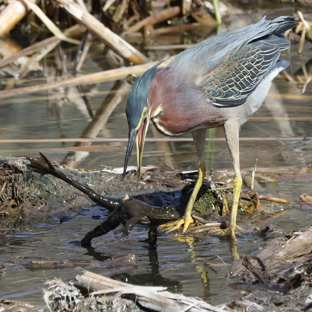 American Bullfrog from Pima, Arizona, United States on February 10 ...