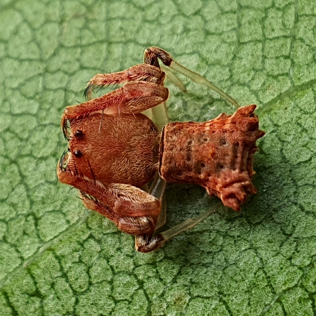 Triangular Spiders from Burbank QLD, Australia on February 23, 2025 at ...
