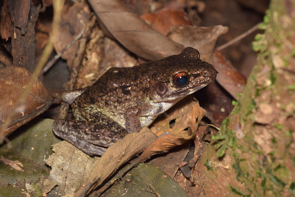 Rough-sided frog from Ketapang Regency, West Kalimantan, Indonesia on ...