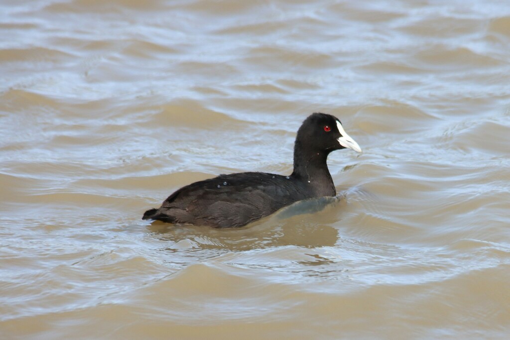 Australasian Coot from St Leonards VIC 3223, Australia on February 9 ...