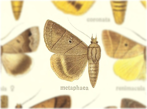 Thyas metaphaea · iNaturalist