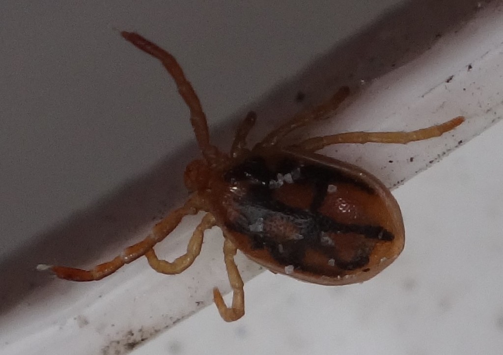 Bush Tick (Tick Watch Southwest Australia) · iNaturalist