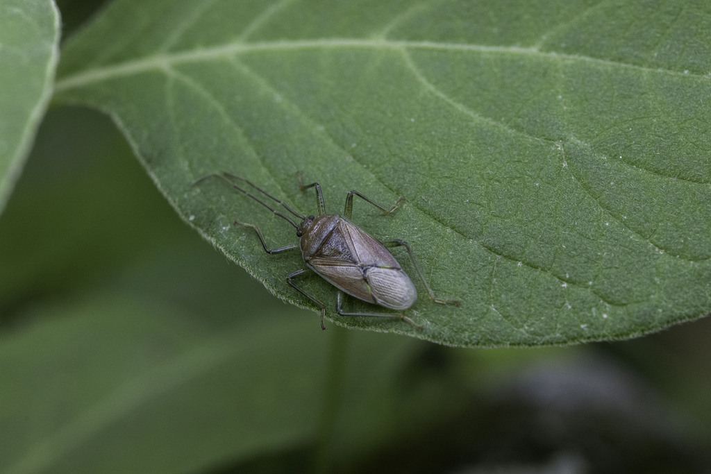 Urochela murreeana from Ransichak Uniyara, Uttarakhand, India on June ...