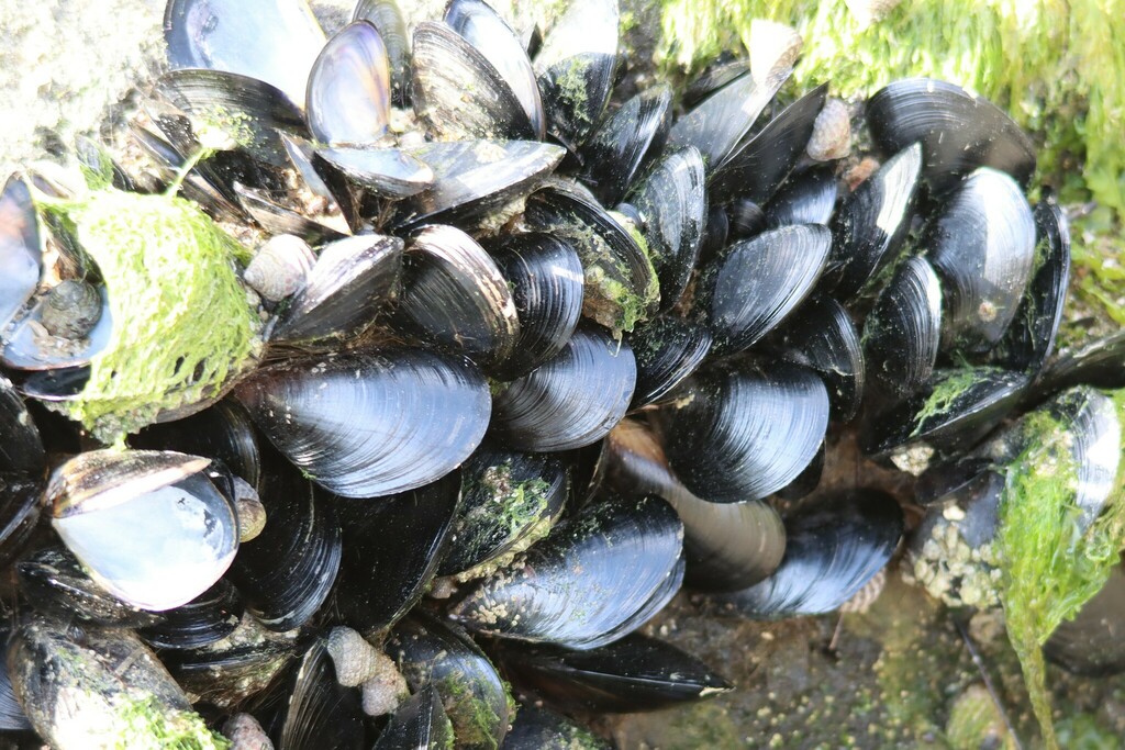 Black Mussels from Greater Geelong, VIC, Australia on February 9, 2025 ...