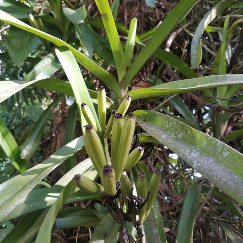 Acampe rigida · iNaturalist